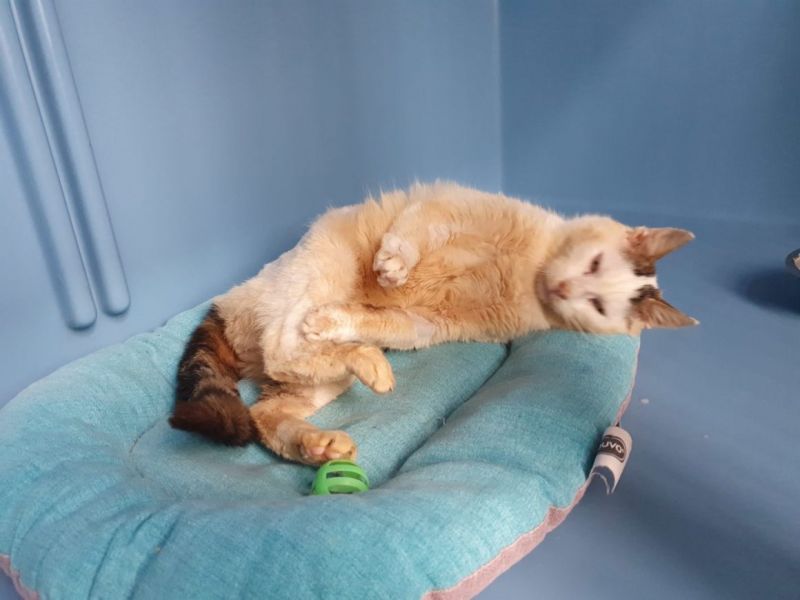 Caramel : Chat à adopter . Jadopte.be